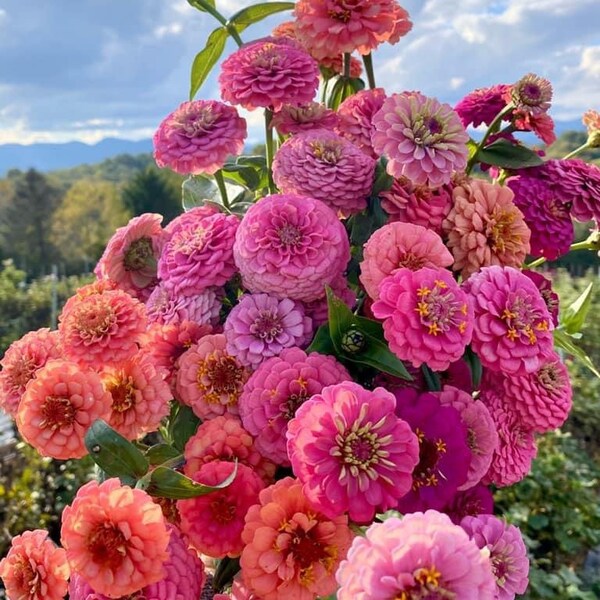 Rare Zinnia Seeds - Etsy
