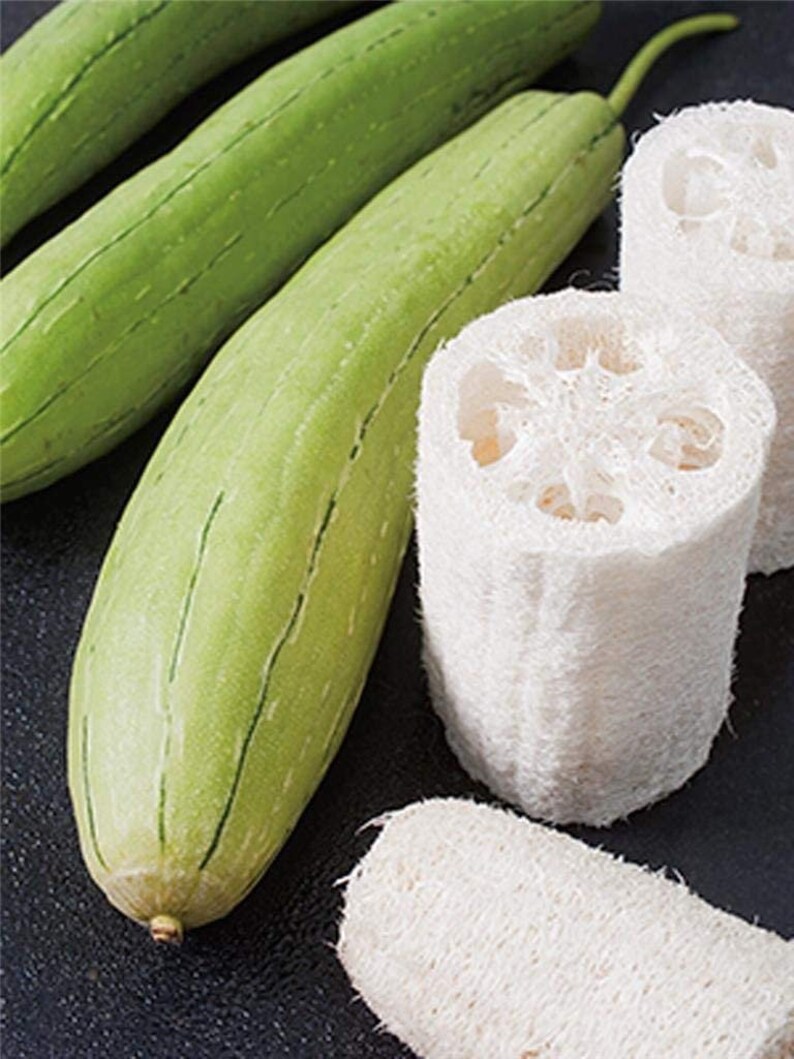 10 Seeds Organic Luffa Gourd Sponge Gourd Luffa Aegyptiaca - Etsy