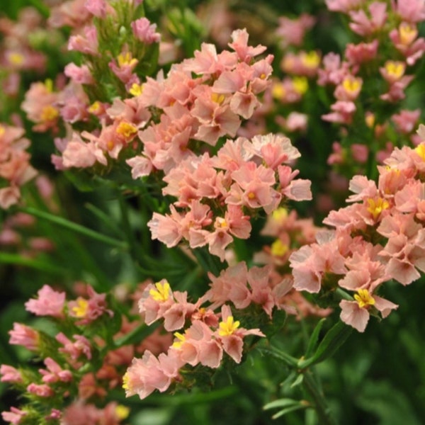 Statice Seeds - Etsy