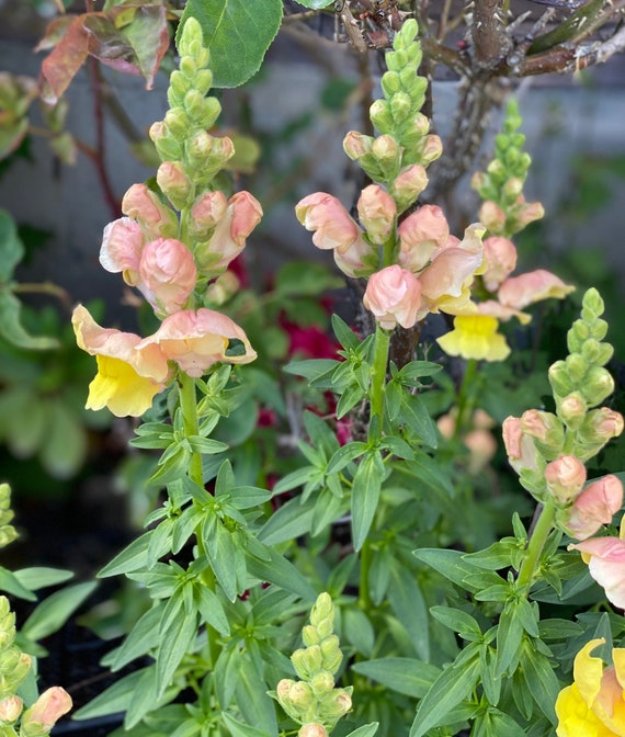 Yellow Snapdragon Bouquet
