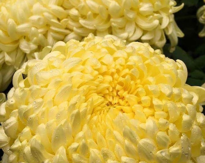 Garden Chrysanthemum Pink 'football Mum' Perennial 10-15” Tall Live ...