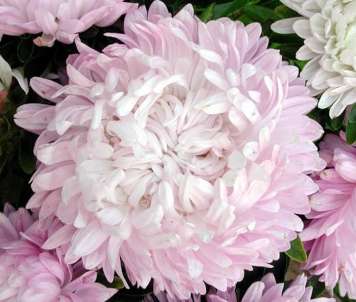 50+ Seeds Lovely Double Gremlin Pink China Asters - Etsy