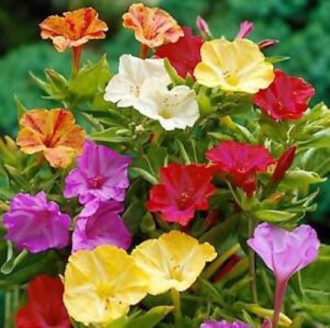 25 + Seeds Four O'clock (mirabilis Jalapa) Mixed Color - Etsy