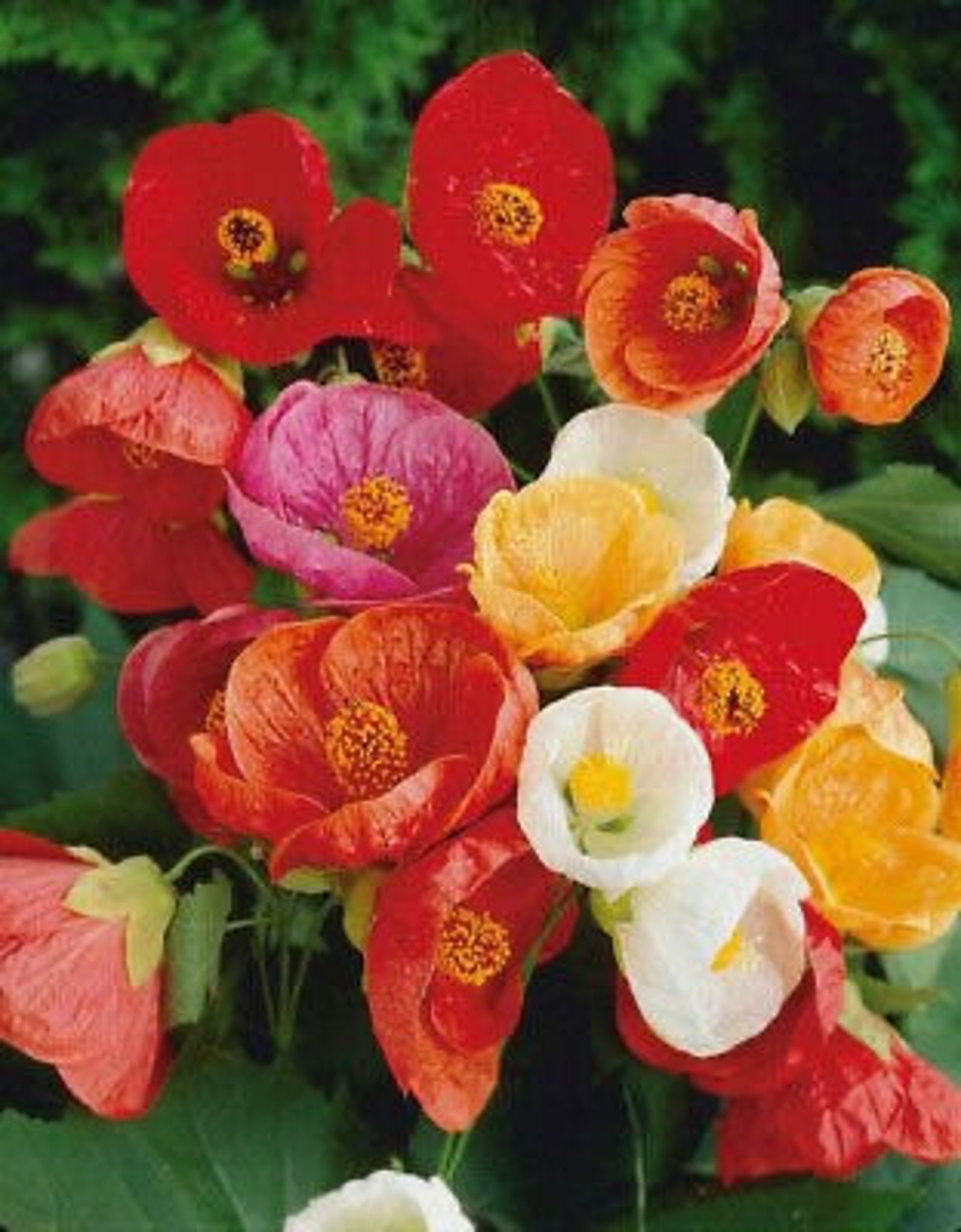 20 Seeds Abutilon abutilon Hybridum Bellvue Mix - Etsy