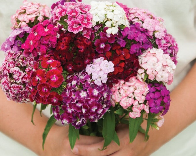 50 Seeds Dianthus Seeds - Sweet William Mix - Etsy