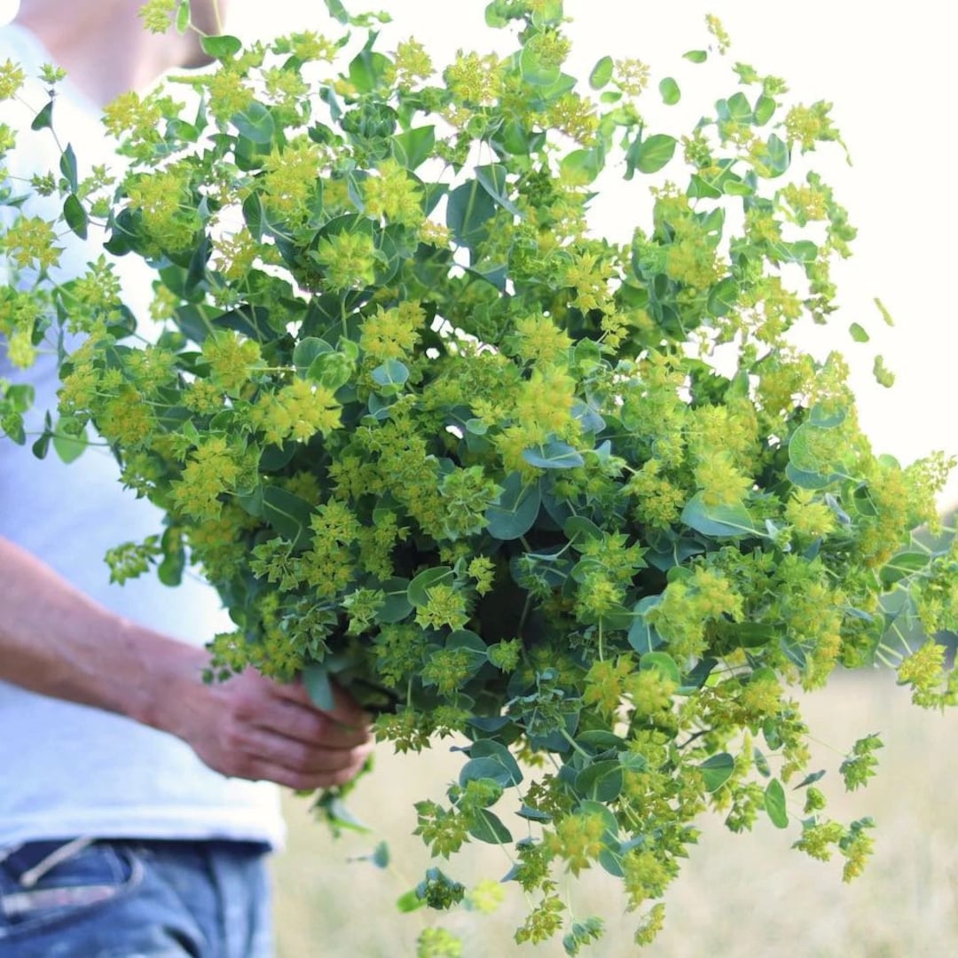 50 Seeds Bupleurum ‘green Gold’ Rotundifolium Griffithii - Etsy