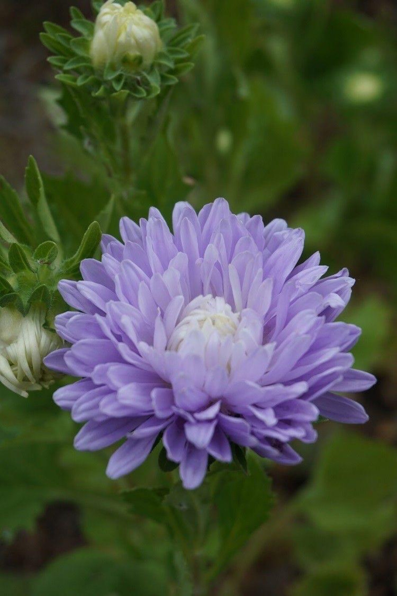 50 + Seeds Lovely Peony Light Blue China Asters - Etsy