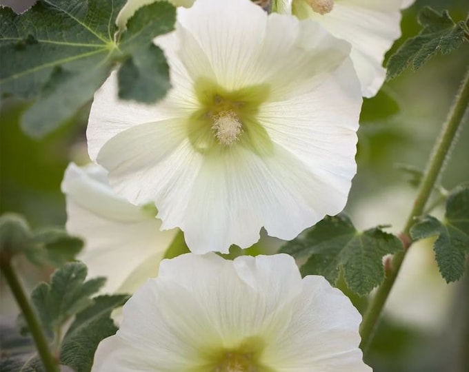 20 Seeds Hollyhock Cottage Cream Seeds (perennial) - Etsy