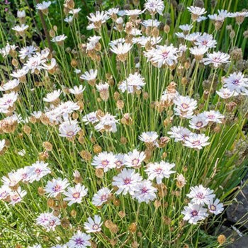 30 Seeds Lovely Cupids Dart Seeds White. Catananche - Etsy