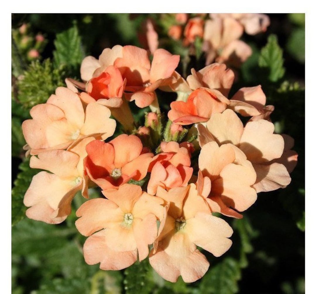 20 Seeds Superbena Verbenas Apricot Two Tone Color Seeds - Etsy