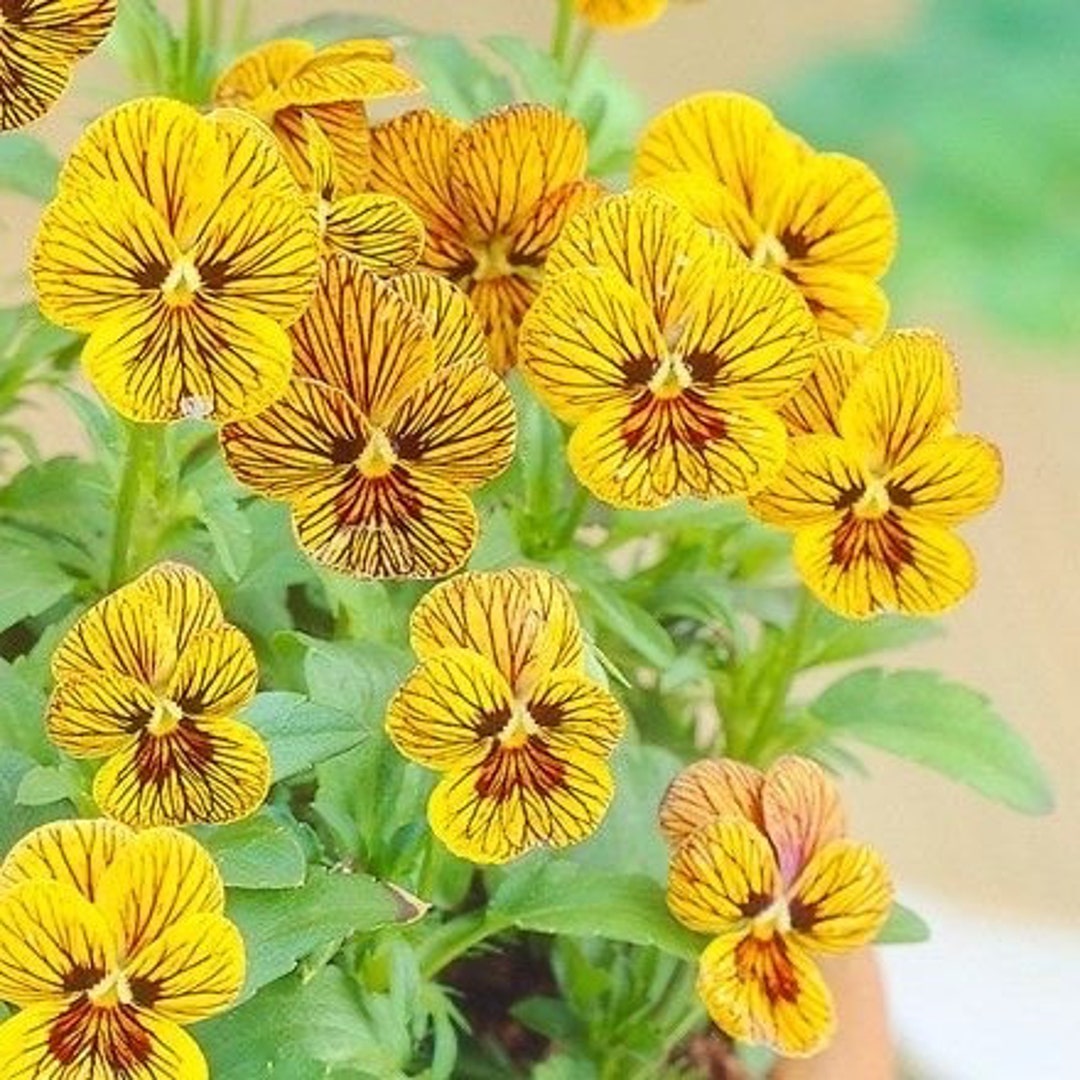 20 Seeds Unique Pansy Tiger Eyes Viola Perennial - Etsy