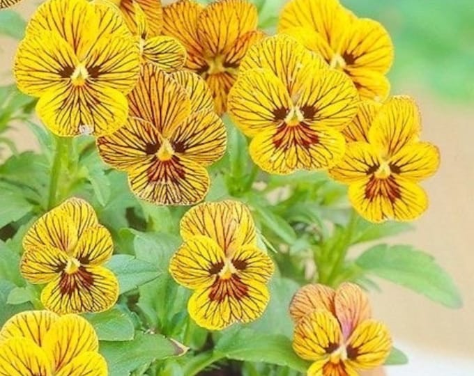 20 Seeds Unique Pansy Tiger Eyes Viola Perennial - Etsy