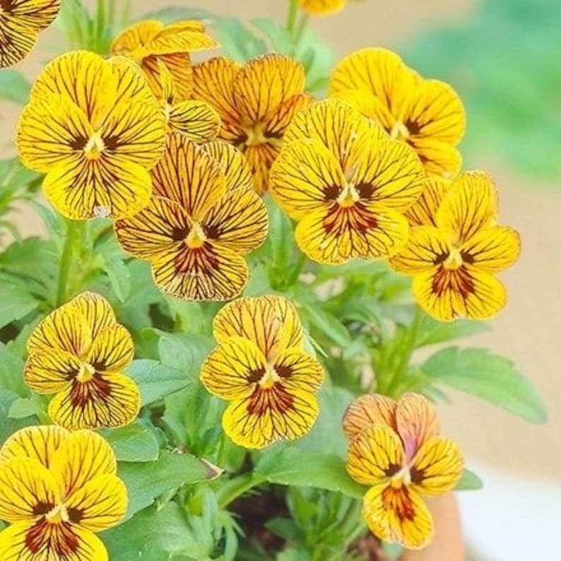 20 Seeds Unique Pansy Tiger Eyes Viola Perennial - Etsy