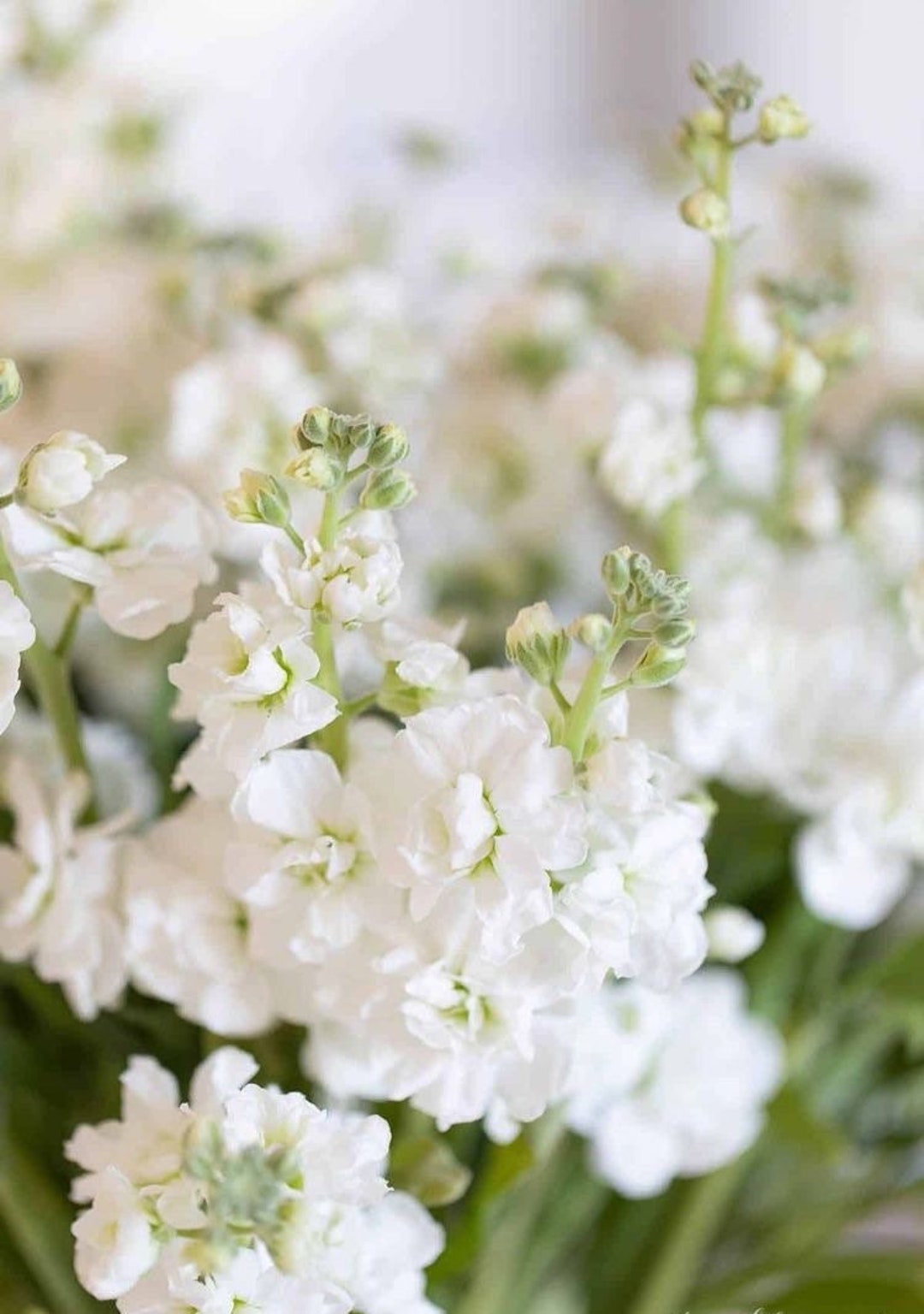 30 Seeds Stock Seeds - White Matthiola Incana - Etsy
