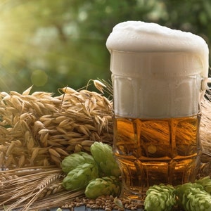 10 COMMON HOPS European Humulus Lupulus Vine Seeds Beer Making ...