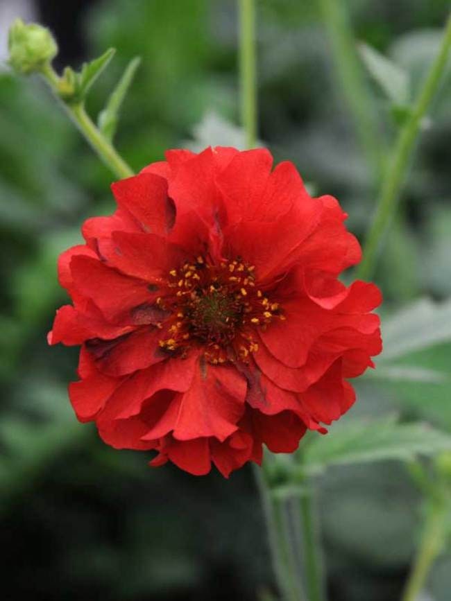 15 Seeds Rare Geum Chiloense Red Dragon Avens - Etsy