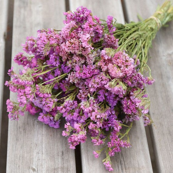 25 Seeds Statice Seeds Seeker Rose Shades Limonium - Etsy