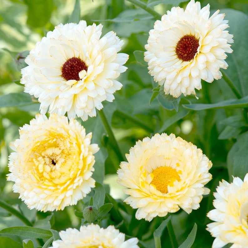 20 Seeds Double Ivory Princess Calendula - Etsy