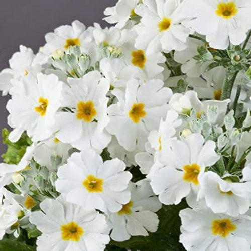 40 Seeds Organic Fairy Primrose Seeds White - Etsy