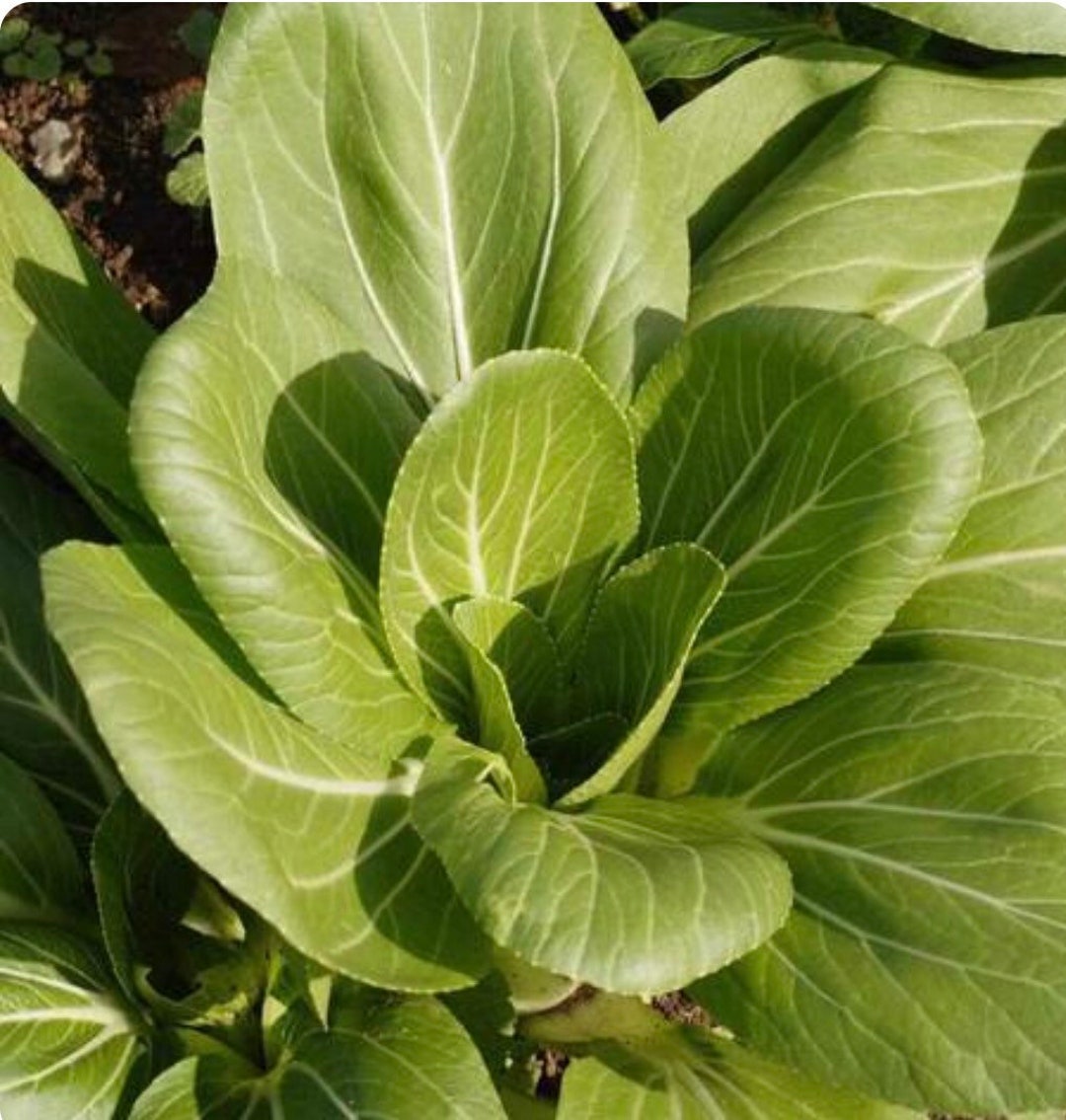 100 Seeds Ching Chiang Shanghai Bak Choi - Etsy