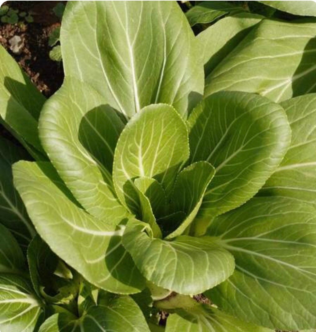 100 Seeds Ching Chiang Shanghai Bak Choi - Etsy
