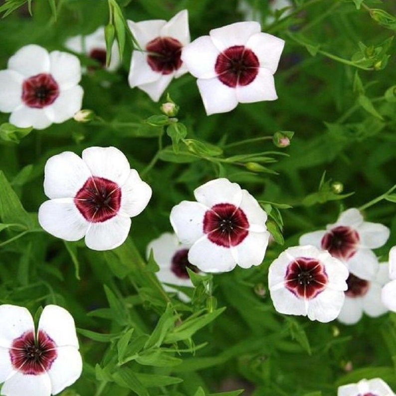 30 Seeds Linum Charmer Flax Mix - Etsy