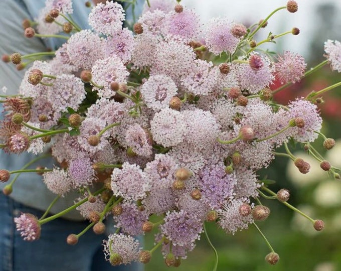 Lavendar Blue Lace Didiscus Flower Seeds, Heirloom Flower Trachymene ...