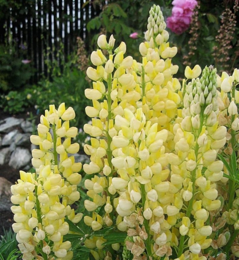 15 Seeds Yellow Russell Lupines / Lupin Seeds - Etsy