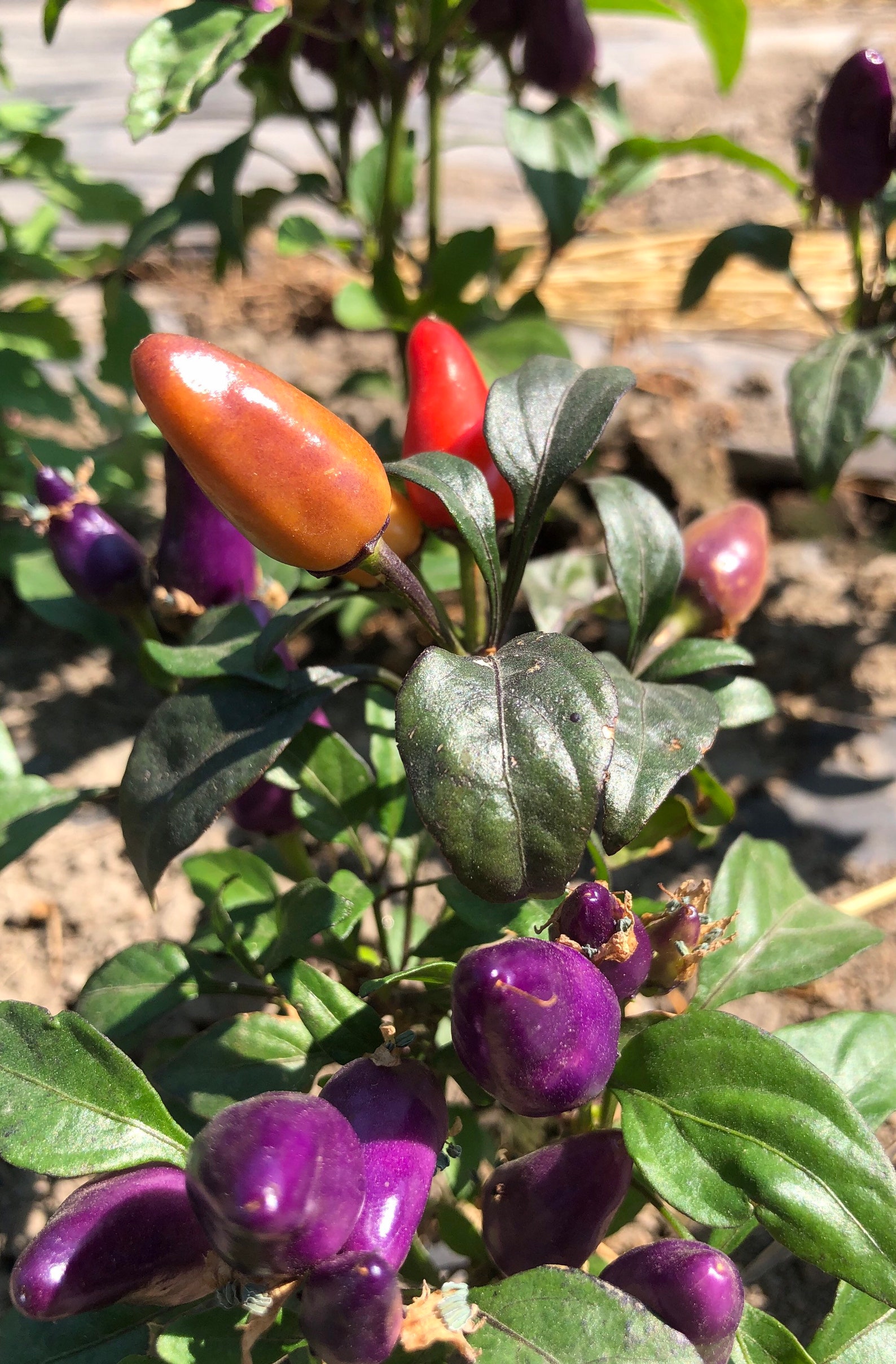 20 Seeds Bolivian Rainbow Pepper Seeds - Etsy