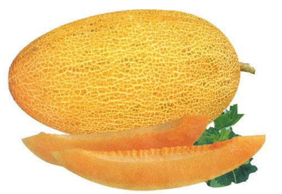 25 +seeds Golden Sweet Crispy Hami Melon Seeds - Etsy