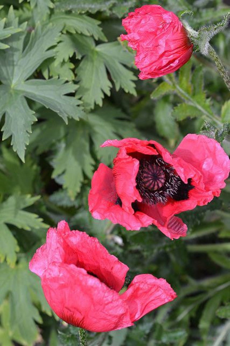 35 + Seeds Papaver Orientale ‘melon Shades’(oriental Poppy) - Etsy