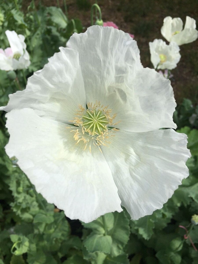 50 +seeds Giant White Poppies Papaver Somniferum - Etsy