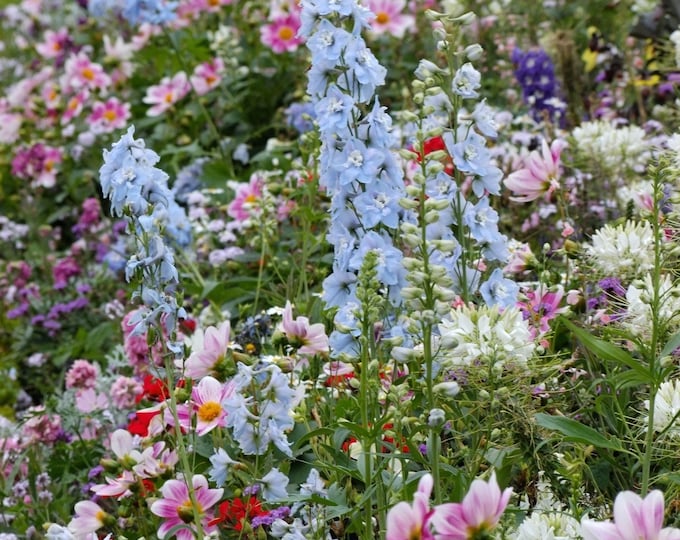 100+seeds Attract Honeybee and Butterfly Flower Mix - Etsy