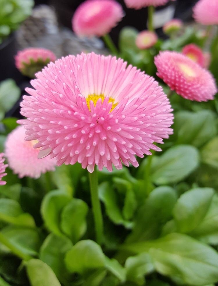 50 Seeds Bellis Perennis Daisy Seeds/pink English Daisy Seeds | Etsy