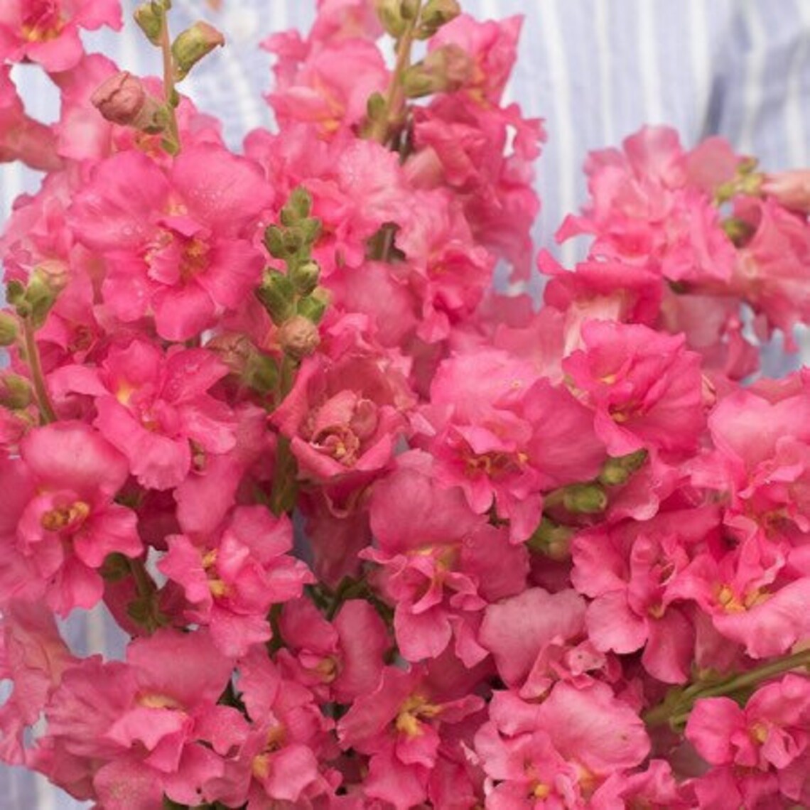 50 Seeds Dusty Pink Tall Snapdragons Antirrhinum Majus | Etsy