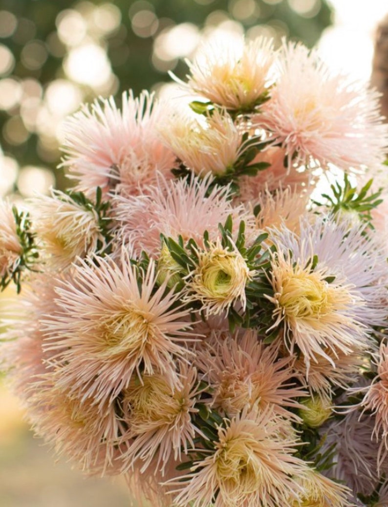 50+ Seeds Lovely Valkyrie Chamois Apricot Needle China Asters - Etsy