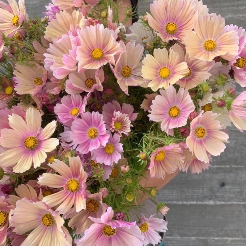 Burrell, Anthea Rose - Etsy Canada