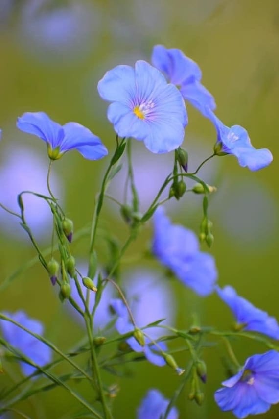 Flax Flowers Blue