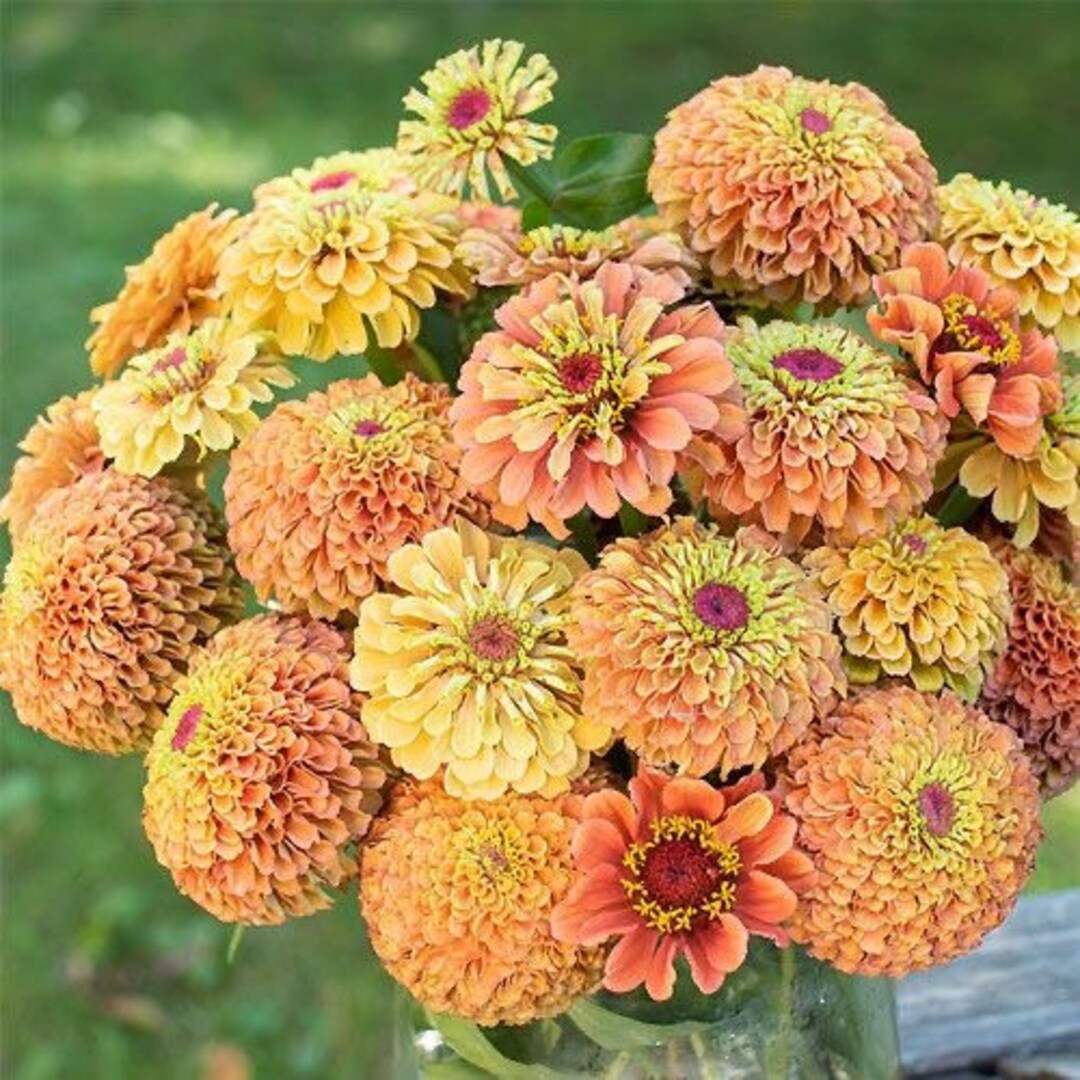 35 Seeds Lovely Queeny Orange Lime Zinnias Seeds - Etsy