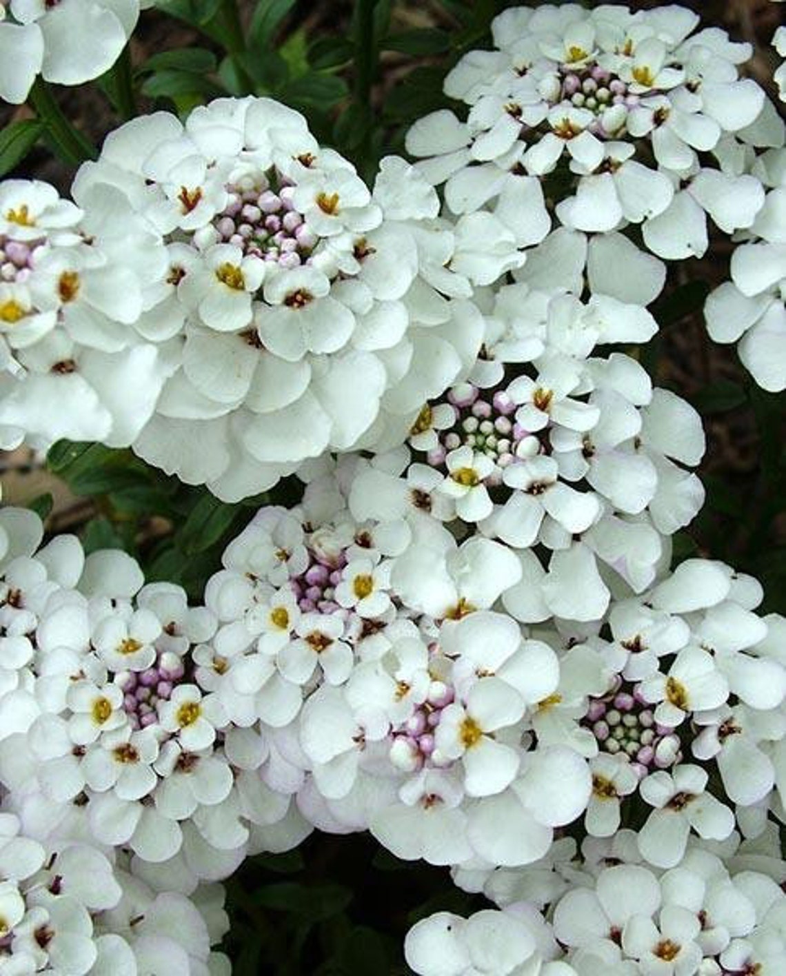 50 Seeds Candytuft Fairy Mix / Annual / Flower Seeds - Etsy
