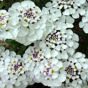 50 Seeds Candytuft Fairy Mix / Annual / Flower Seeds - Etsy