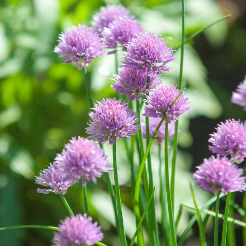 50 Seeds Organic Chives Common Heirloom, Non GMO, Open Pollinated ...