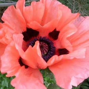 30 + Seeds Papaver Orientale ‘coral Reef’ (oriental Poppy) - Etsy