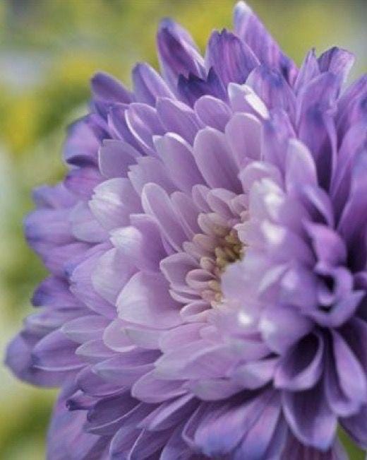 50 + Seeds Lovely Peony Light Blue China Asters - Etsy