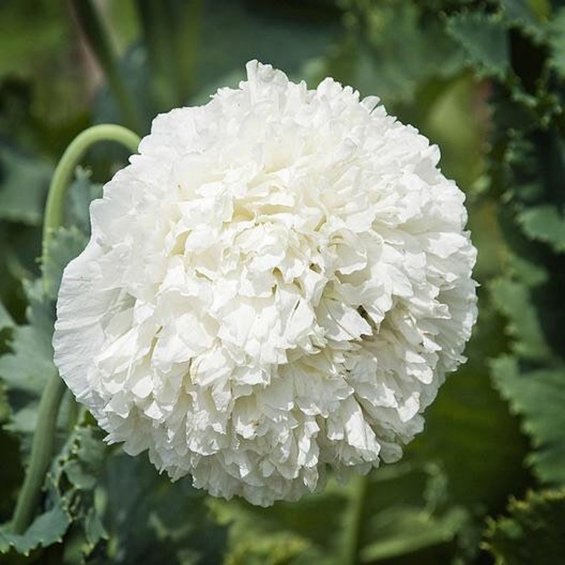 50 Seeds Poppy Growing Giant Double Cream Peony Paeoniflourum - Etsy