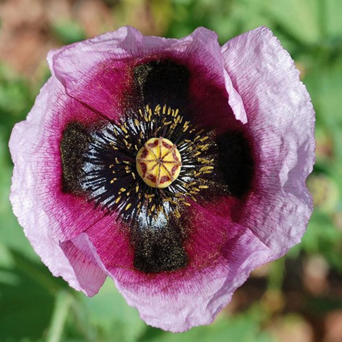 50 Seeds Heirloom Pepperbox Breadseed Poppies Mix - Etsy