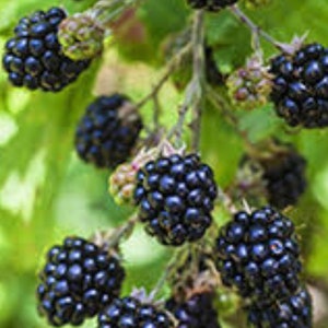 50 + Black Berries Fruits Seeds Organic - Etsy