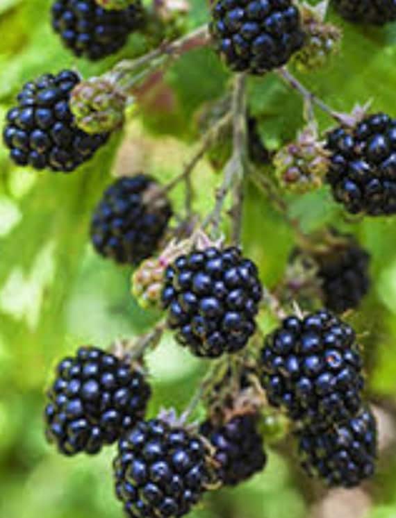 50 Black Berries Fruits Seeds Organic | Etsy