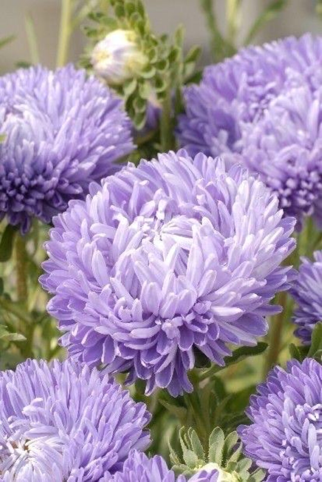 50 + Seeds Lovely Peony Light Blue China Asters - Etsy