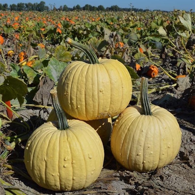 10 Seeds Cream Yellow Specter Pumpkin Organic Seed - Etsy